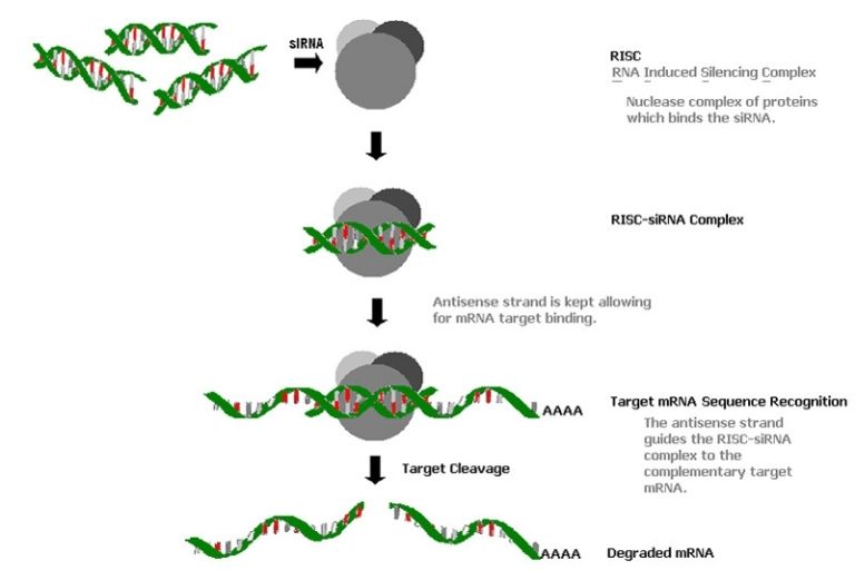 Genomics Lab-Leading Genetics Diagnostics Lab in India | Eurofins Genomics